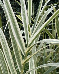 Arundo donax variegata