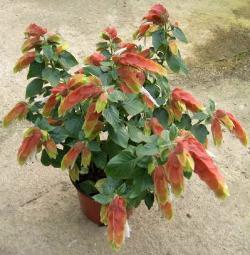 BELOPERONE (Beloperone guttata) BILJKA
