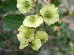 Drač - Paliurus spina- cristi