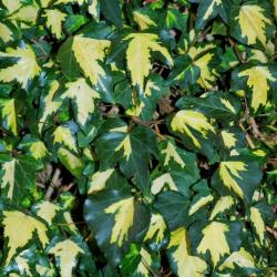 Bršljan - Hedera Goldenheart