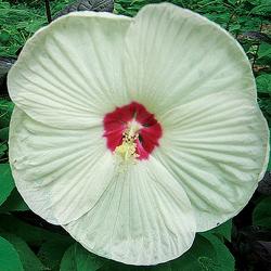 Močvarni hibiscus beli - Hibiscus moscheutos