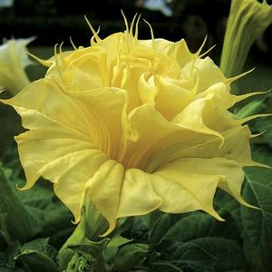 Datura Ballerina Yellow – Anđeoska truba veća