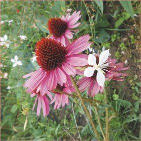 ECHINACEA DREAMCOAT PINK – P348