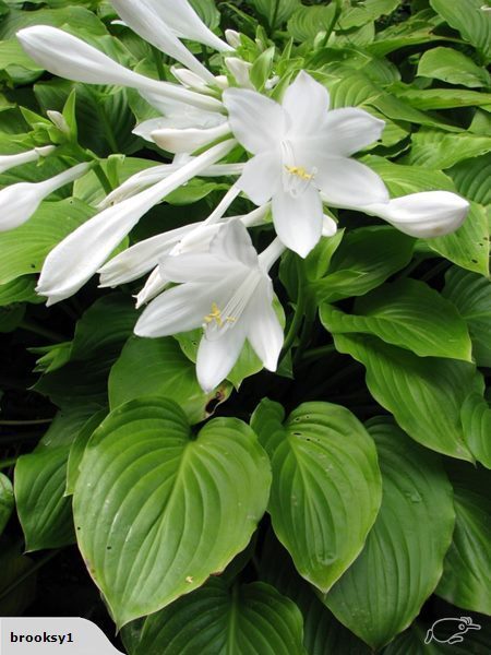 Hosta Plantaginea- mirisna veća