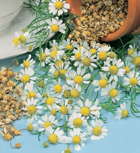 Kamilica 0,5gr (2500-4000 semenki)