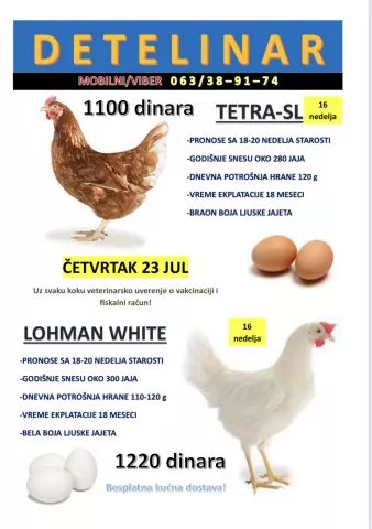 PRODAJA NOSILJA – HIBRIDI TETRA-SL I LOHMAN WHITE (STAROST 16 NEDELJA)