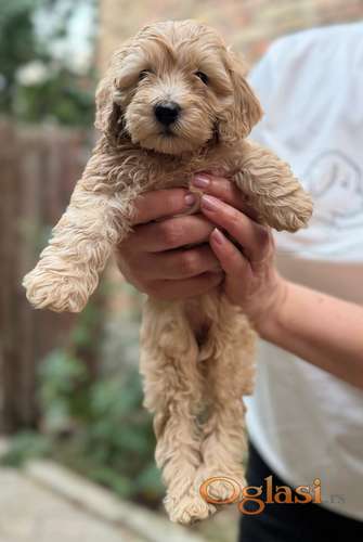 Mini pudle