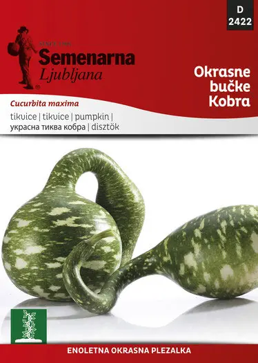 Ukrasna tikva Kobra - seme - Cucurbita maxima 2422