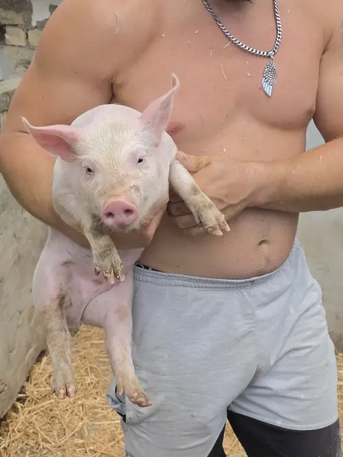 Prasici 7 neredelja stari