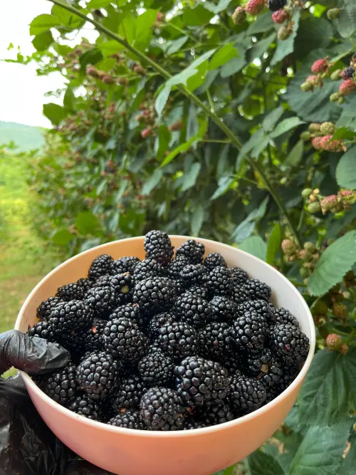 Domaći sirup od kupine