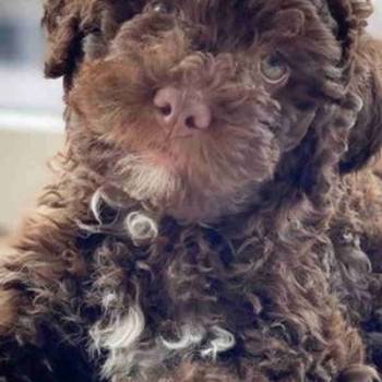 Lagotto Romagnolo – rezervacija stenaca