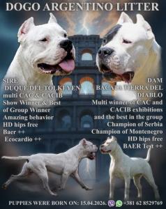 LEGLO DOGO ARGENTINO ŠTENACA