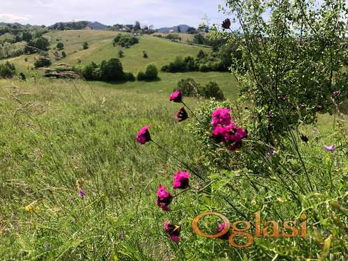Odličan plac 60 ari Zlatibor Šljivovica Branešci
