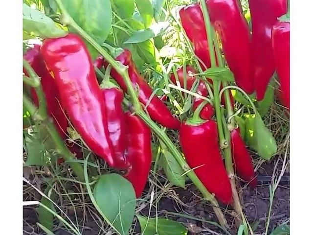 Paprika venčara 500 kom zrna.