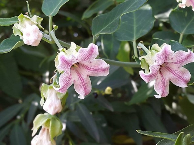 Araujia sericifera 1 god.