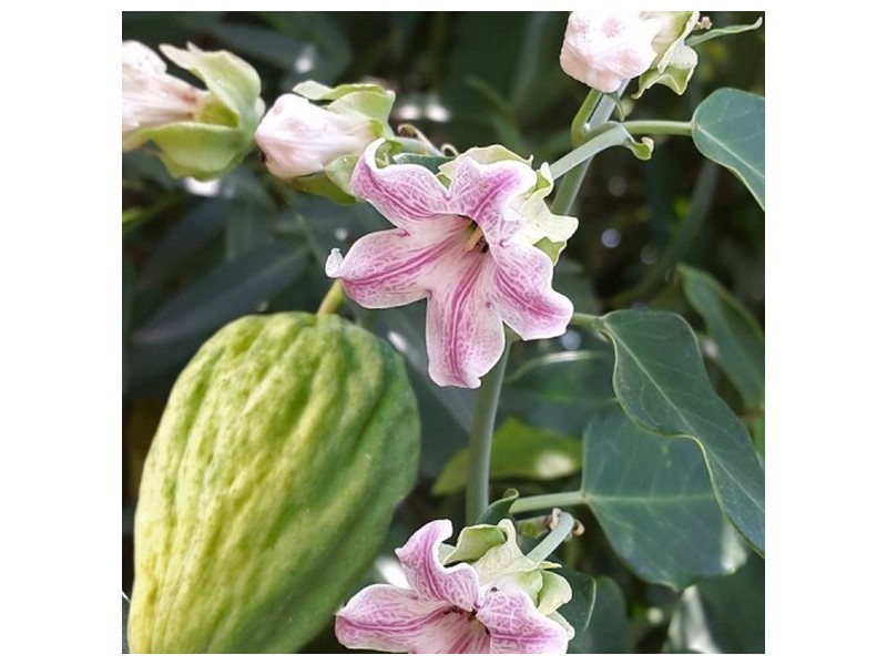 Araujia sericifera 1 god.