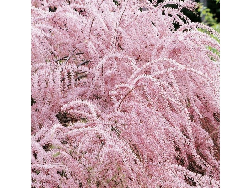 Tamariks