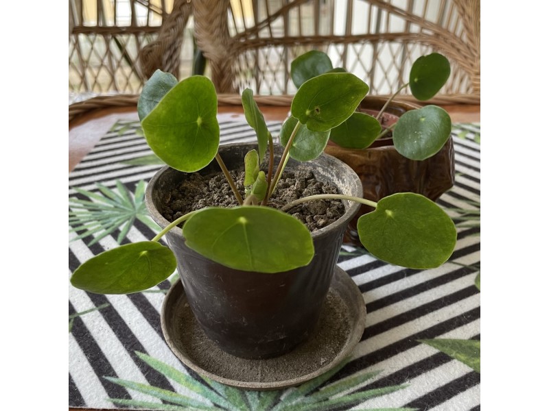 Kineski Dolar Peperomia