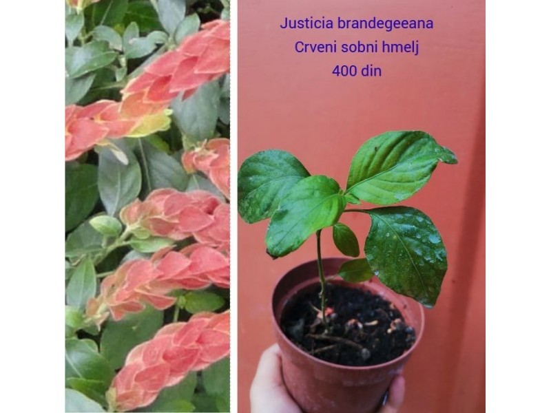 Justicia brandegeeana (Sobni hmelj)