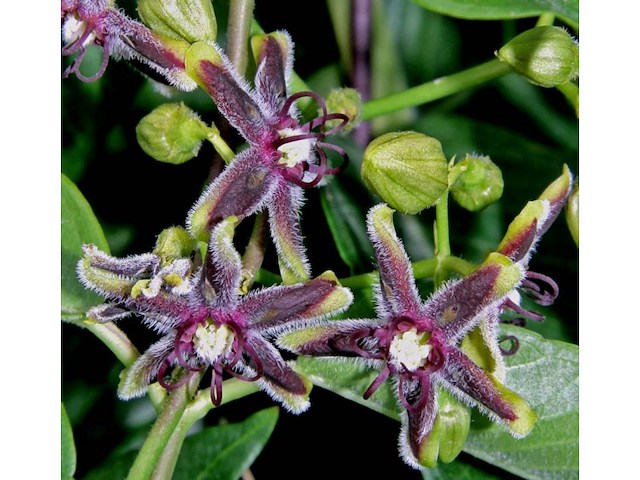 Svilena  lozica - Periploca graeca