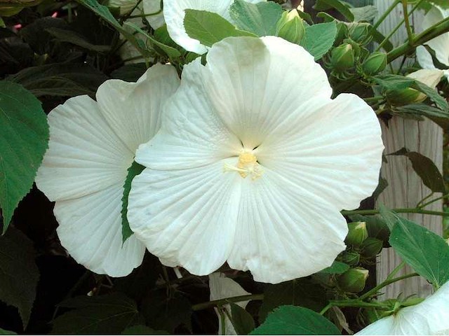 Močvarni hibiscus čisto Beli - Hibiscus moscheutos