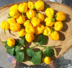 Chilli Habanero Scotch bonnet žuti - yellow (30 semenki)