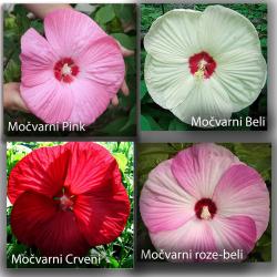 Močvarni hibiscus BOJA NEPOZNATA - Hibiscus moscheutos