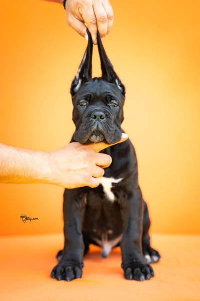 Cane Corso prelepi štenci
