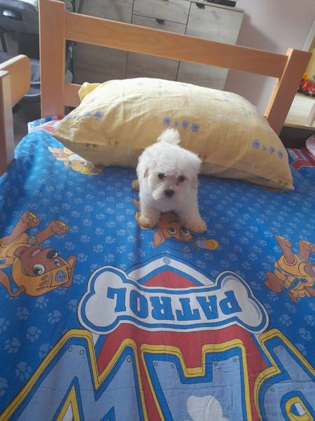 Maltezer