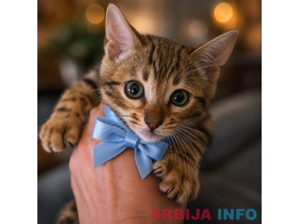 Bengalski mačići na prodaju