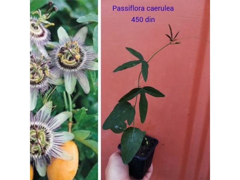 Passiflora caerulea