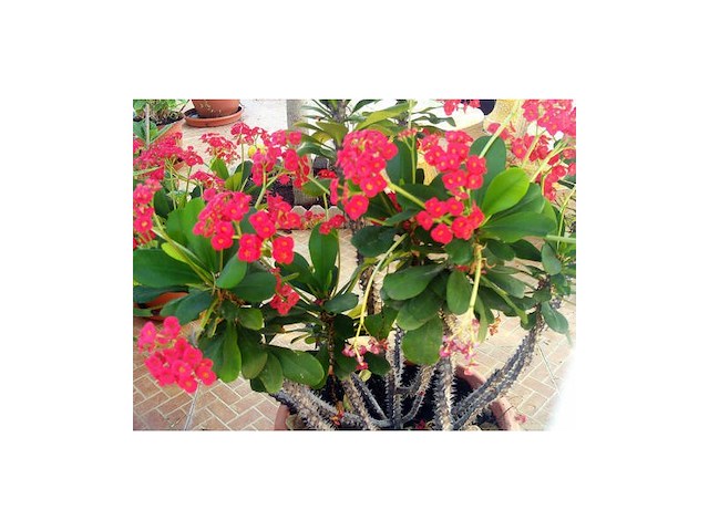HRISTOV TRN (EUPHORBIA MILII) - BILJKA