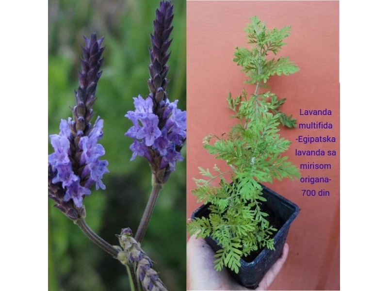 Lavanda multifida (Lavanda sa mirisom origana)