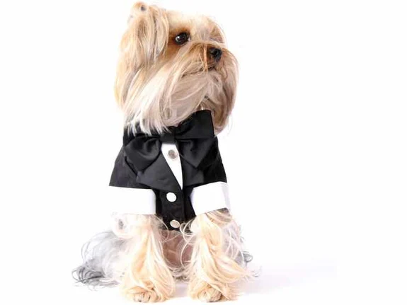 PAWS & WHISKERS Modni dodatak za pse Pet Dress Smokin XXL