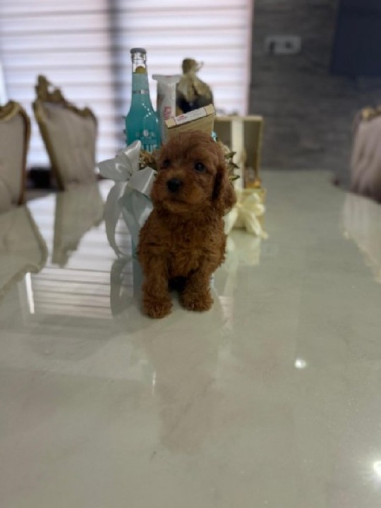 Goldendoodle prelepi štenci