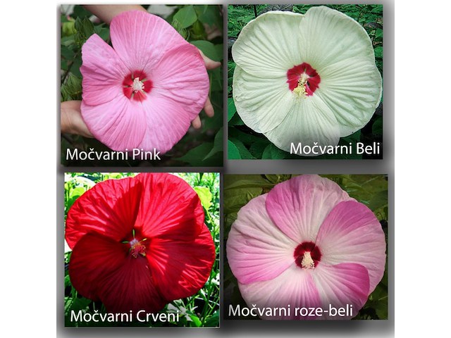 Močvarni hibiscus BOJA NEPOZNATA - Hibiscus moscheutos