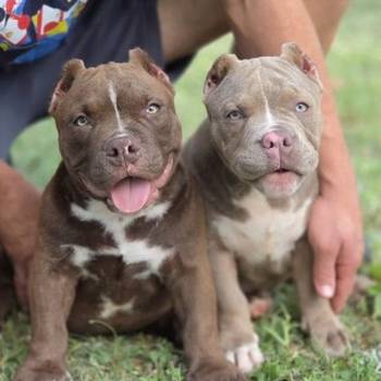 American bully