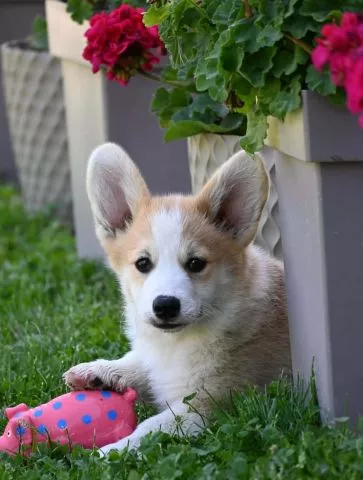 VELŠKI KORGI/WELSH CORGI PEMBROKE