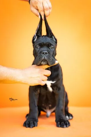 CANE CORSO PRELEPI ŠTENCI