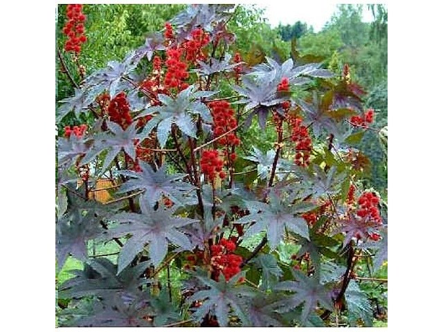 Ricinus communis (20 semenki)