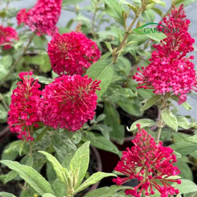 Budleja patuljasta Ruby