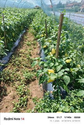 Somborka paprika