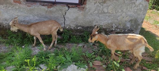 Koza i jarad