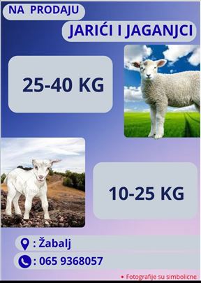 Prodaja jaganjaca i jarića
