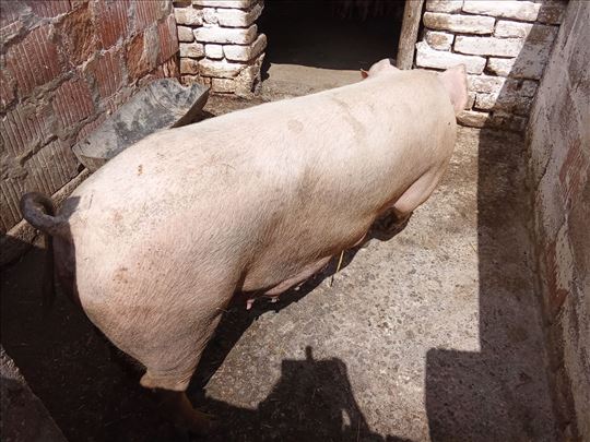 Krmača prasilka