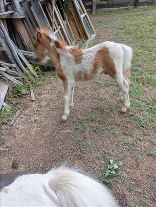 Na prodaju poni šetland zdrebe