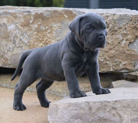 Vrhunsko Kane Korso (Cane Corso), štene