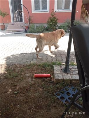 Labrador retriver, odrastao pas