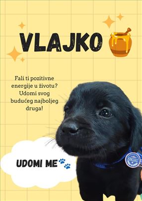 Predobro štene Vlajko trazi svoju porodicu