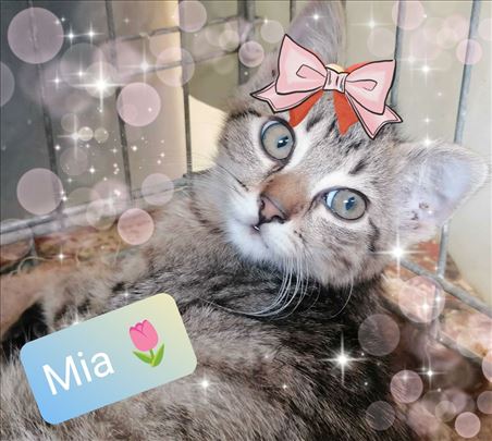 Prelepi, umiljati macici traze domove Bg/NS/Pa